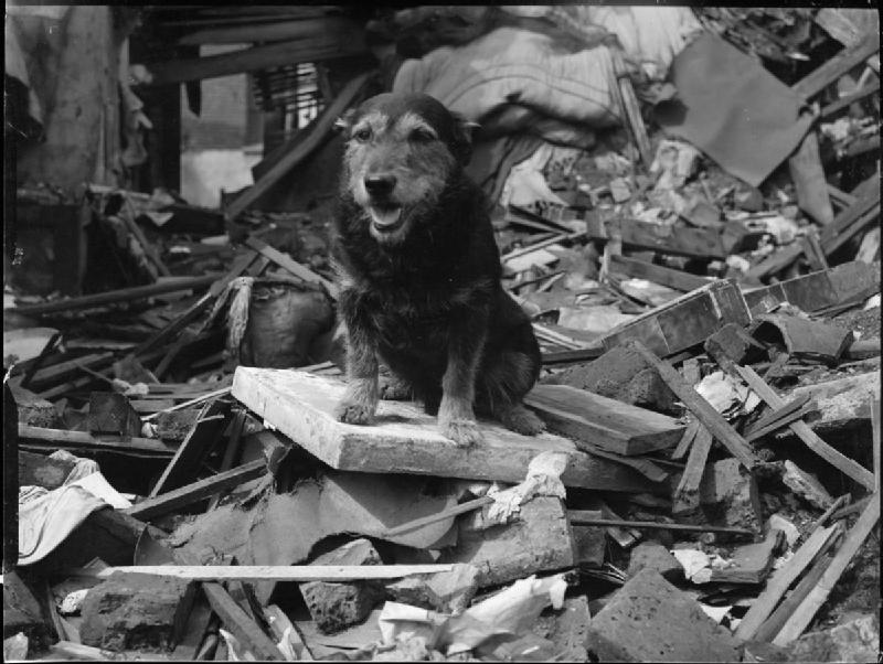 Hero dogs of World War 2: From Japanese POW camps to the long night of ...